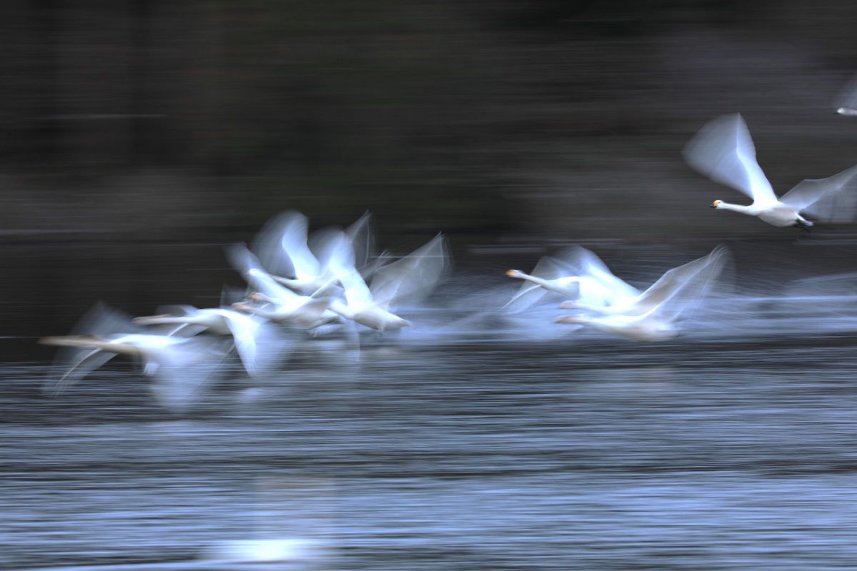 白い恋人 276 | GANREF