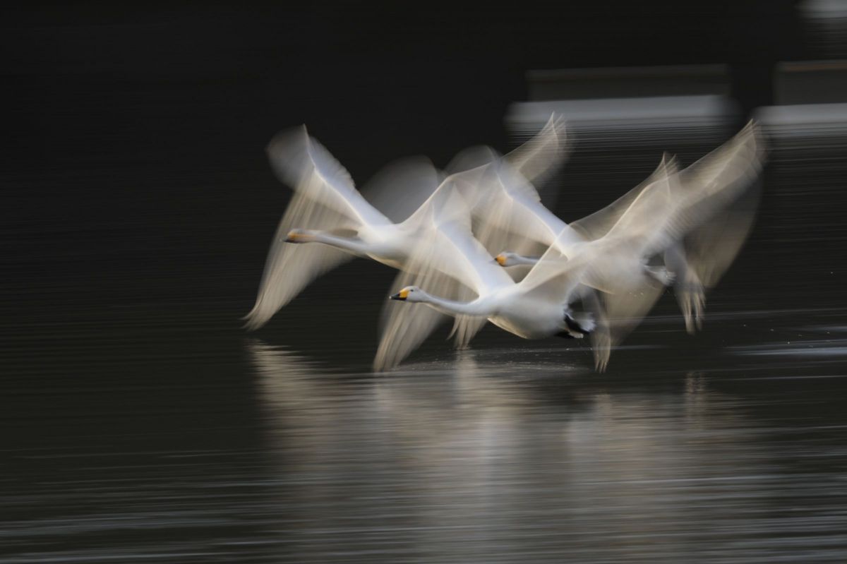 白い恋人 299 | GANREF