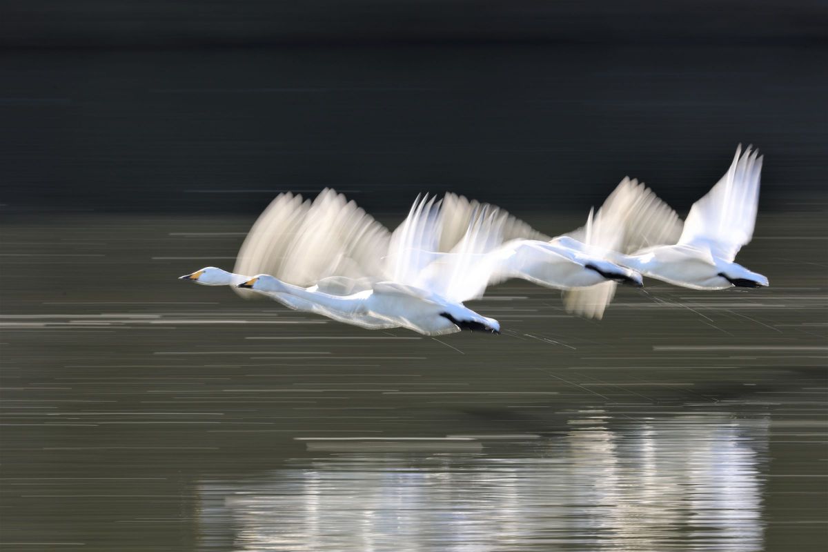 白い恋人 232 | GANREF