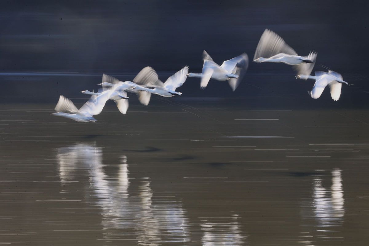 白い恋人 313 | GANREF