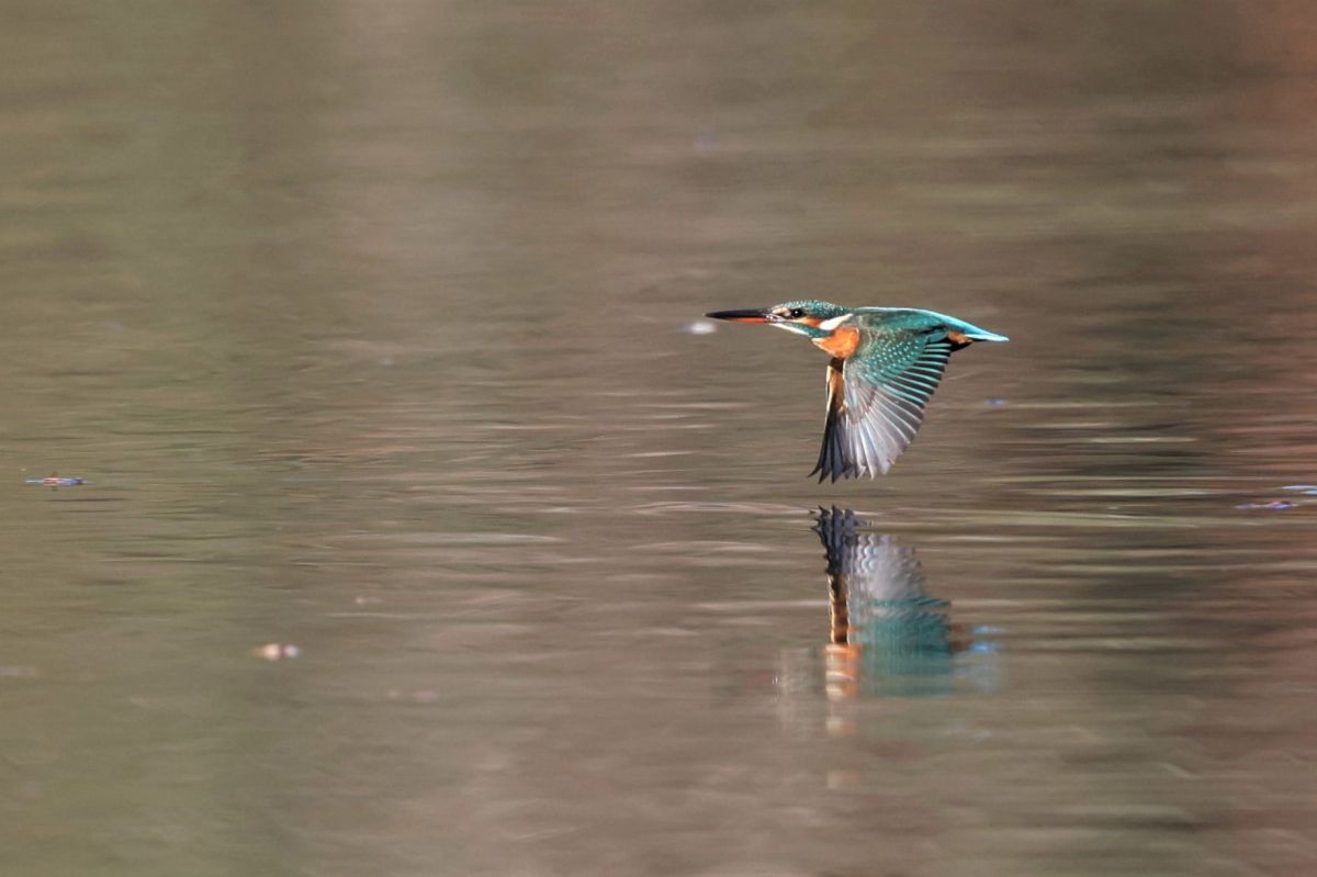 カワちゃん 381 | GANREF