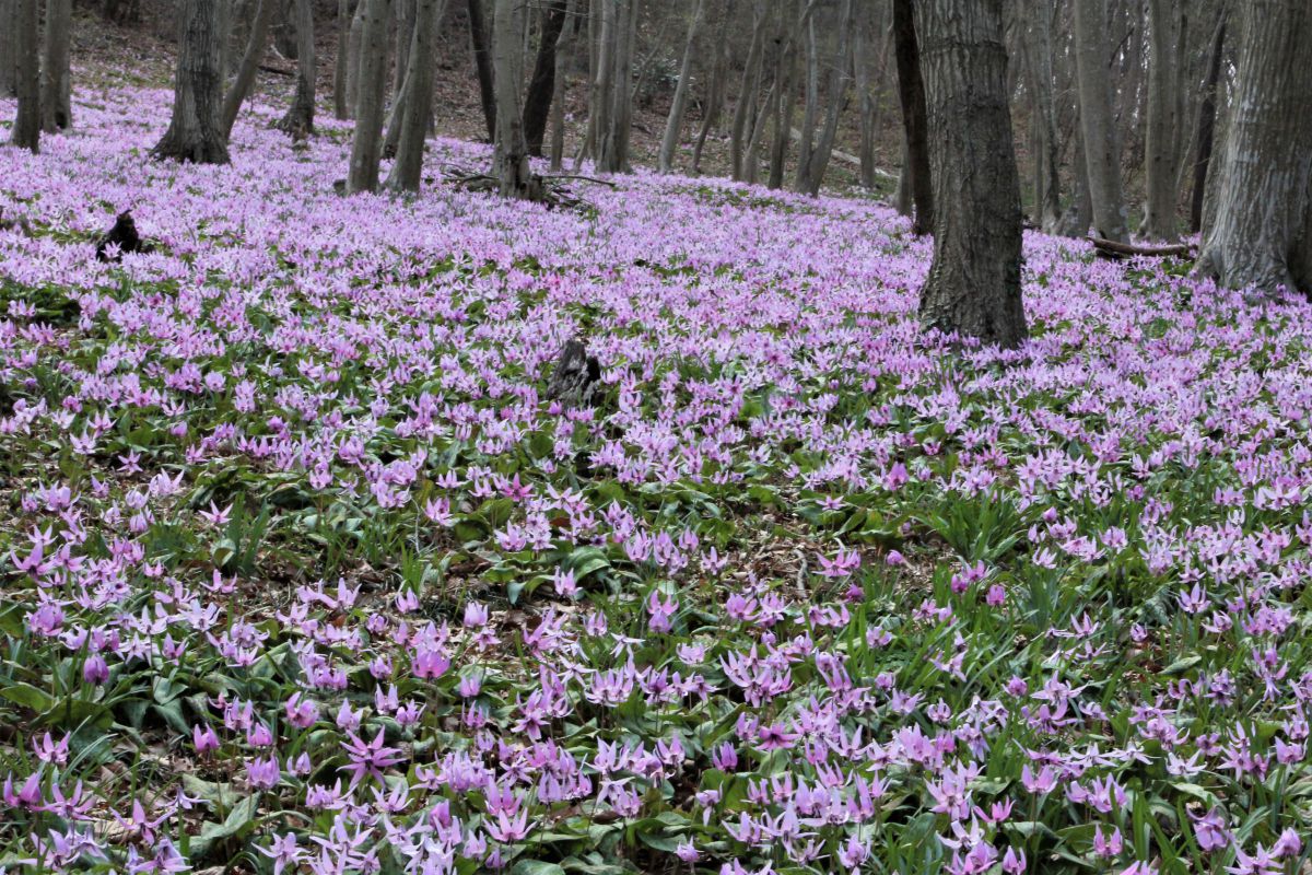 カタクリ群生 | GANREF