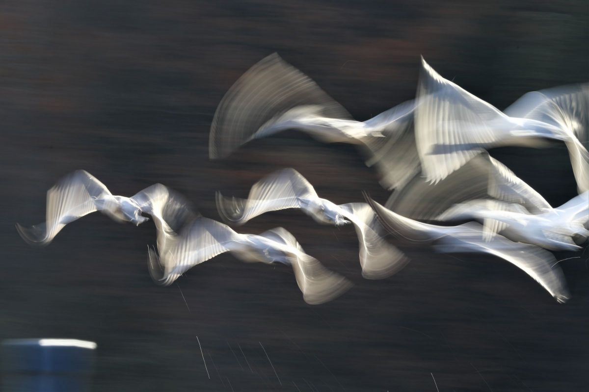 白い恋人 213 | GANREF