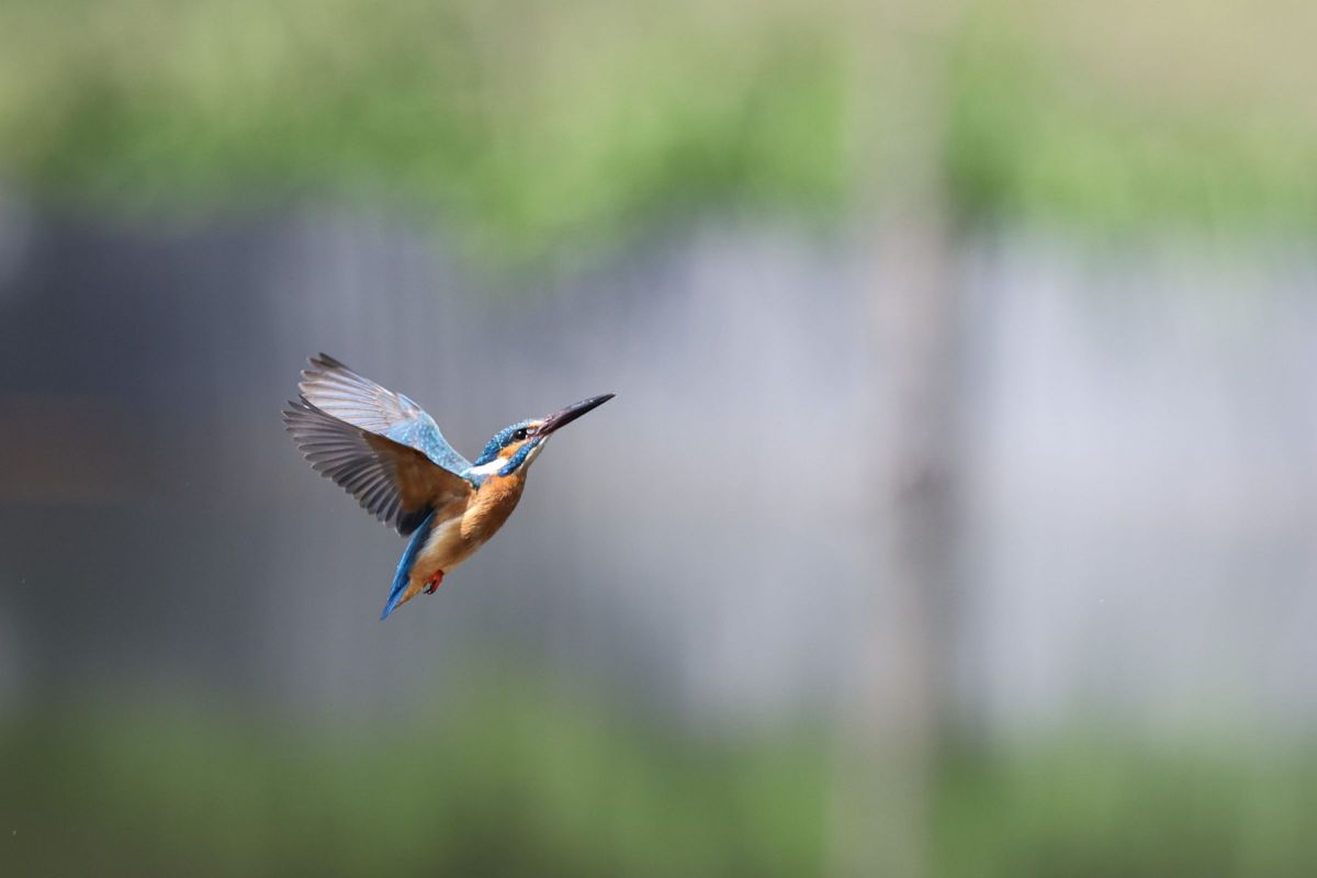 カワちゃん 619 | GANREF