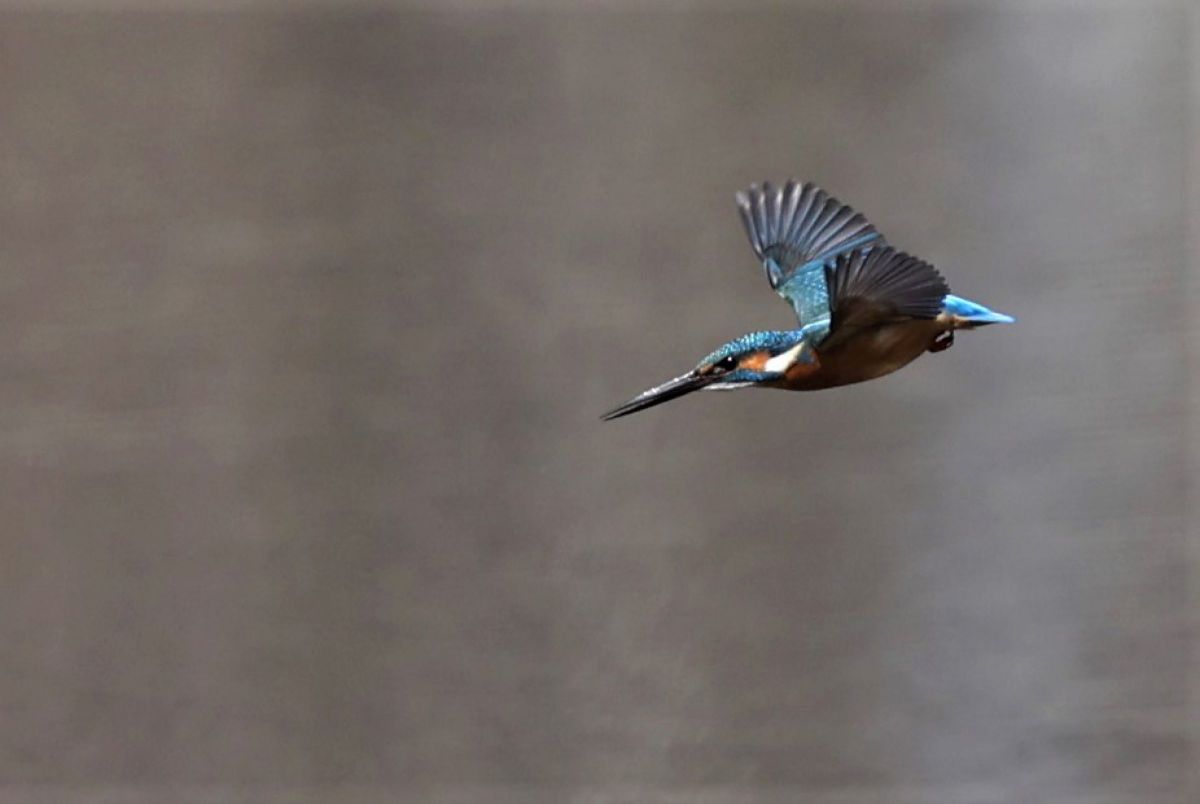 カワちゃん 277 | GANREF