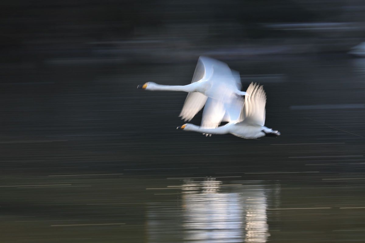 白い恋人 225 | GANREF