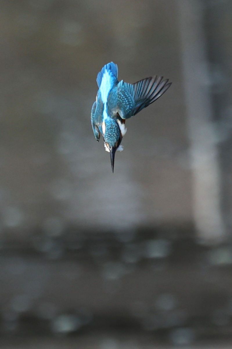 カワちゃん 597 | GANREF