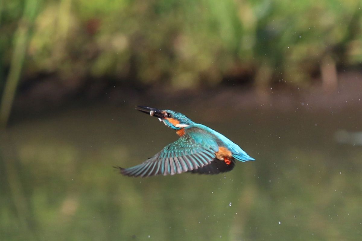 カワちゃん 317 | GANREF