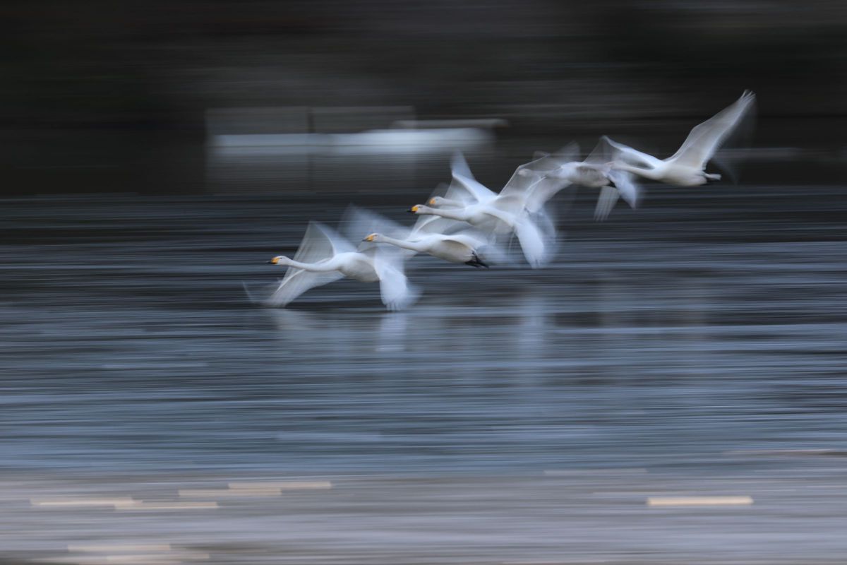 白い恋人 328 | GANREF