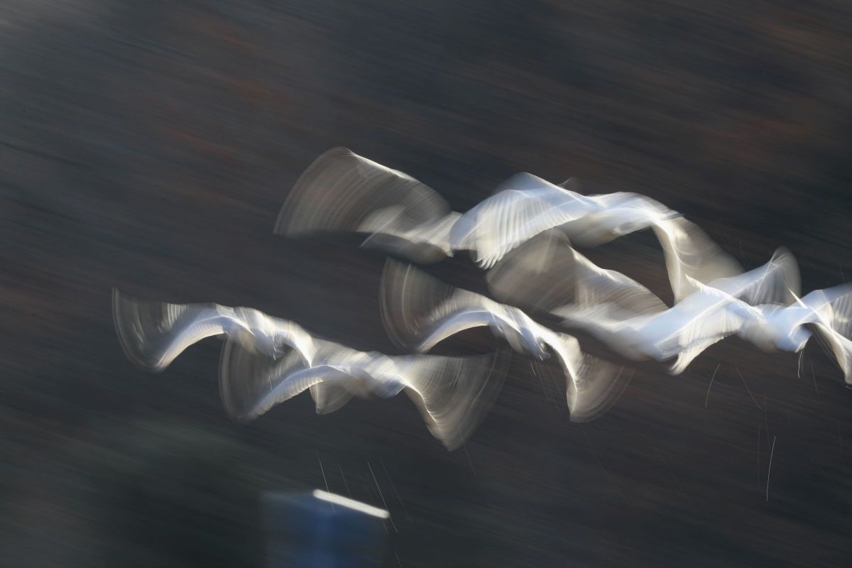 白い恋人 235 | GANREF