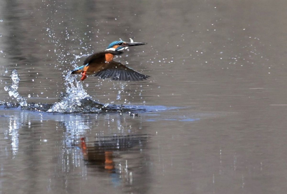 カワちゃん 273 | GANREF