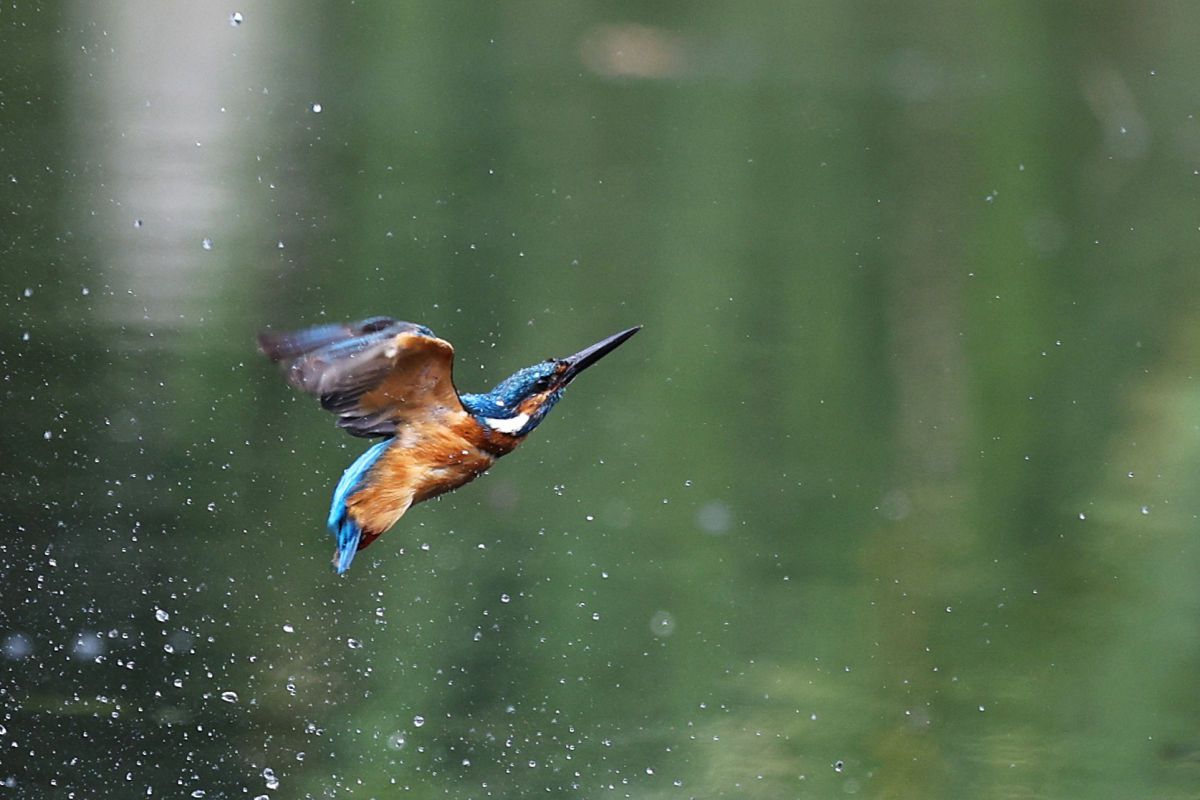 カワちゃん 621 | GANREF