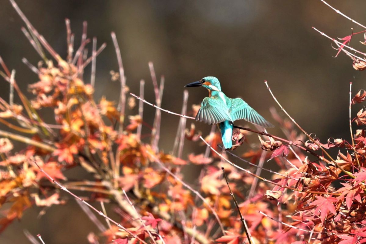 カワチャン 566 | GANREF