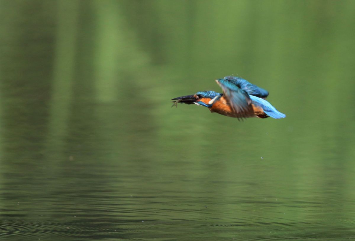 カワちゃん 216 | GANREF