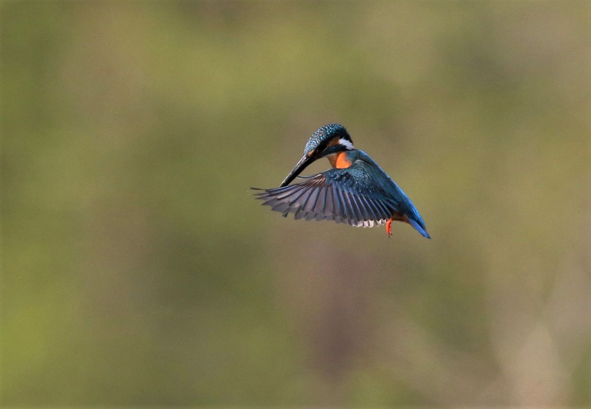 カワちゃん 301 | GANREF