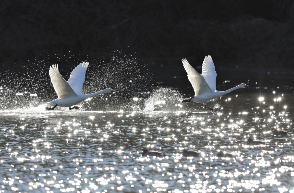 白い恋人 152 | GANREF