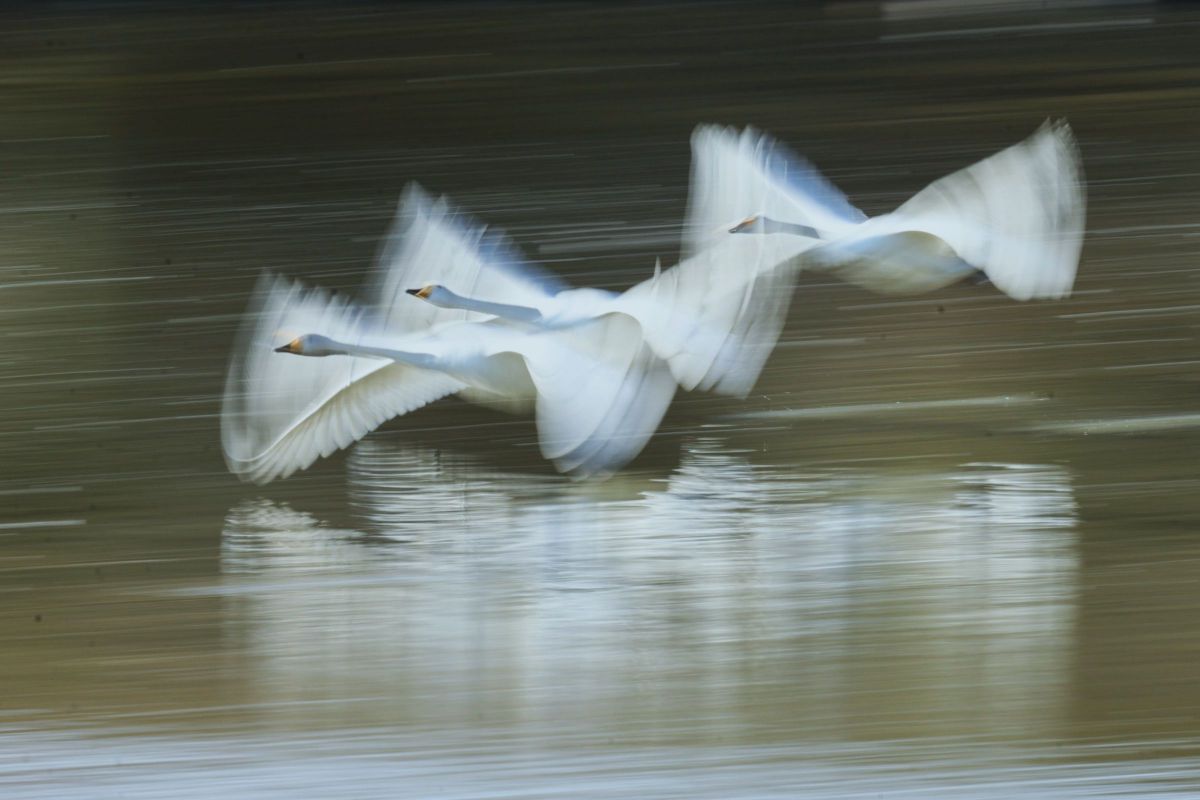 白い恋人 332 | GANREF