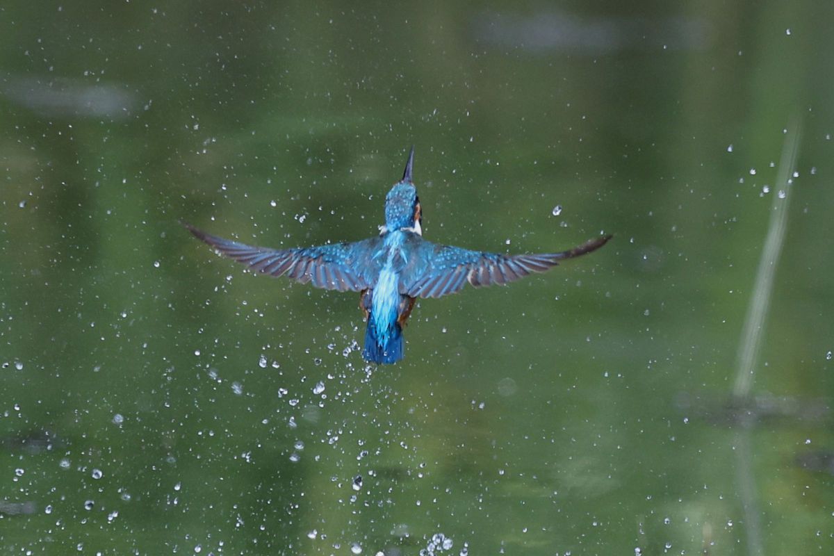 カワちゃん 615 | GANREF