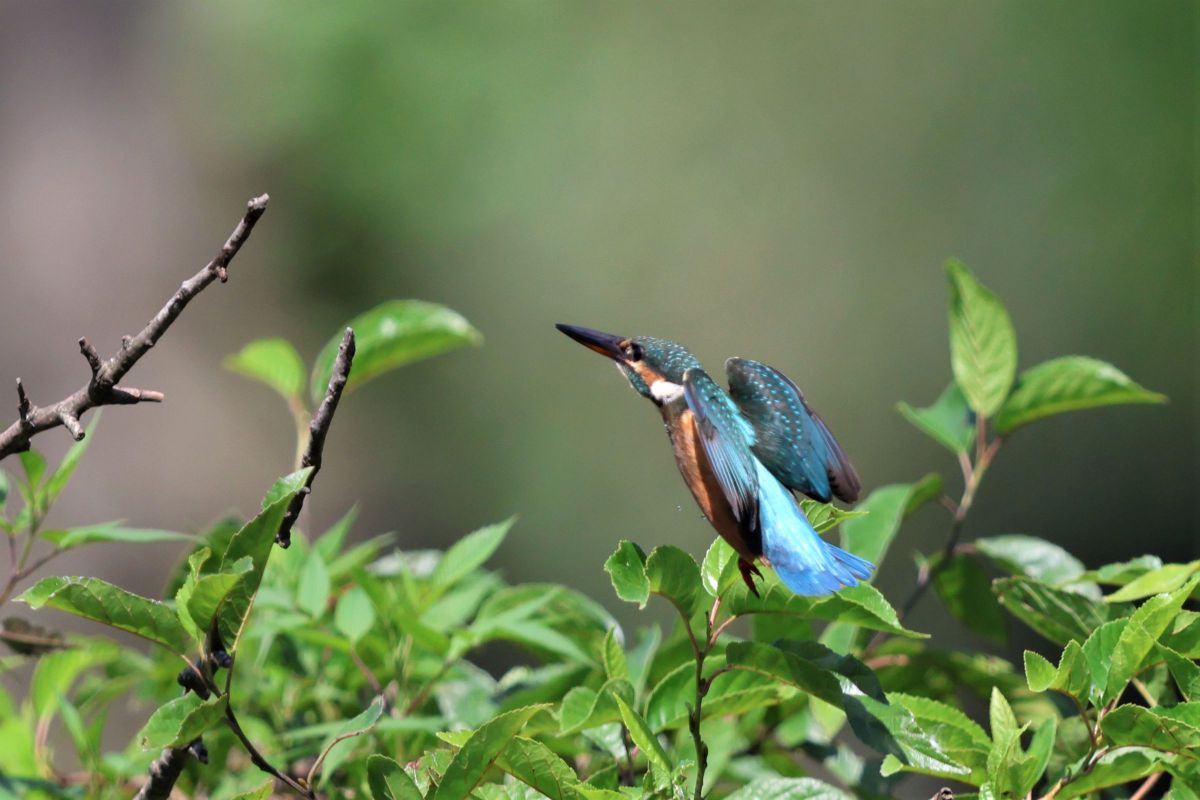 カワちゃん 492 | GANREF