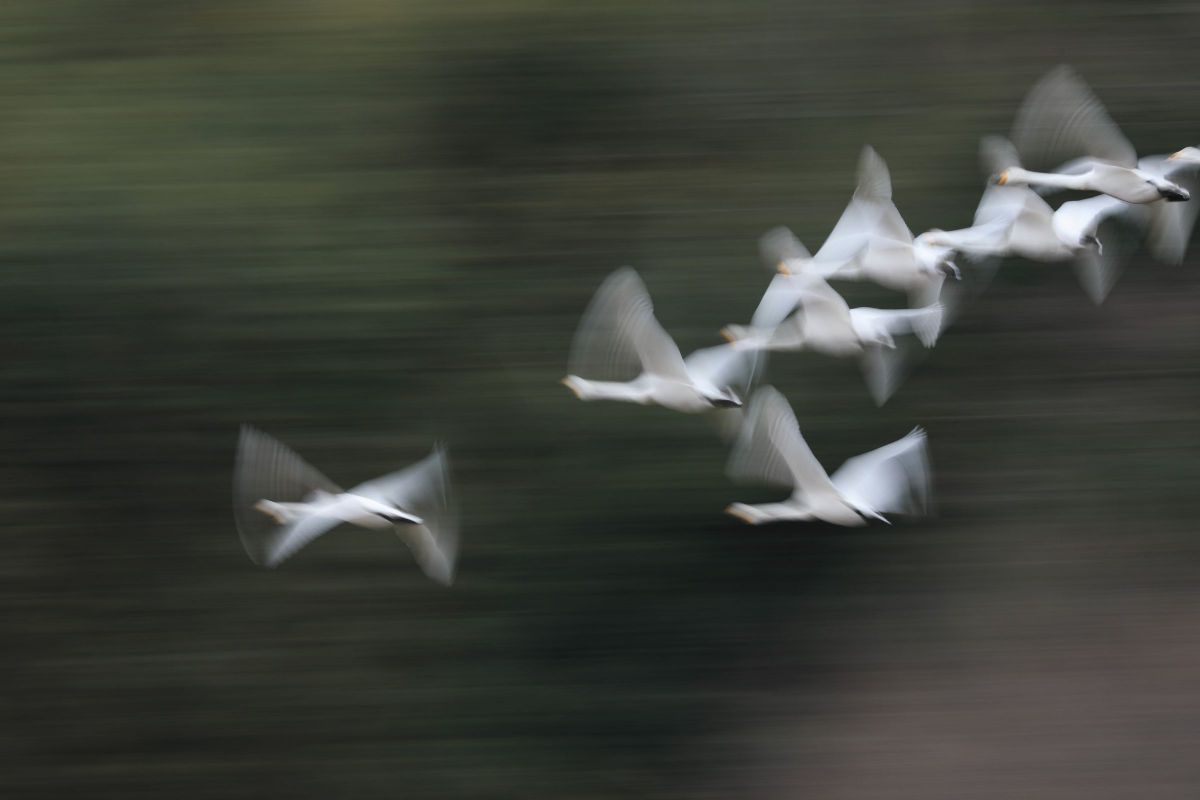 白い恋人 296 | GANREF