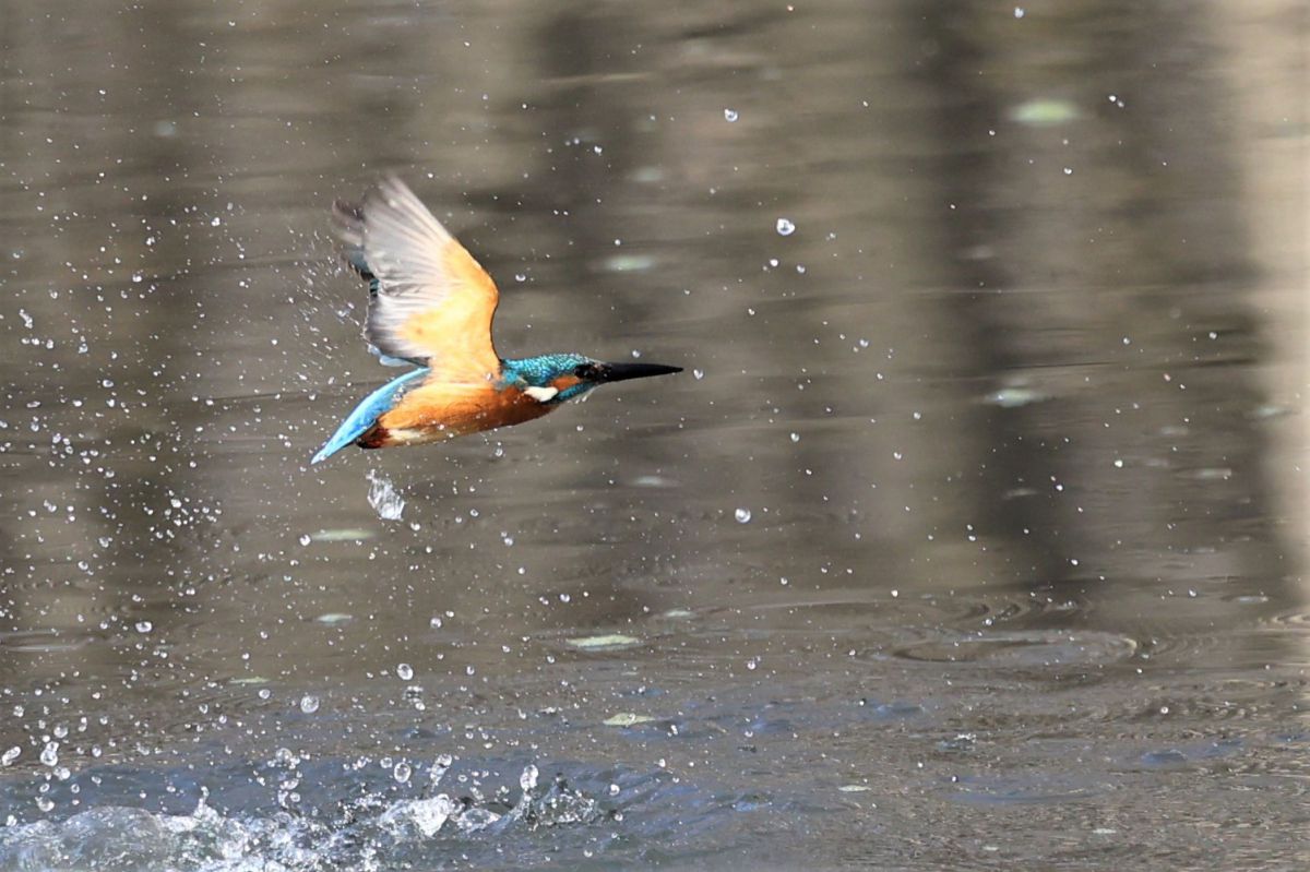 カワちゃん 416 | GANREF