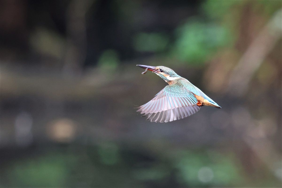 カワちゃん 609 | GANREF