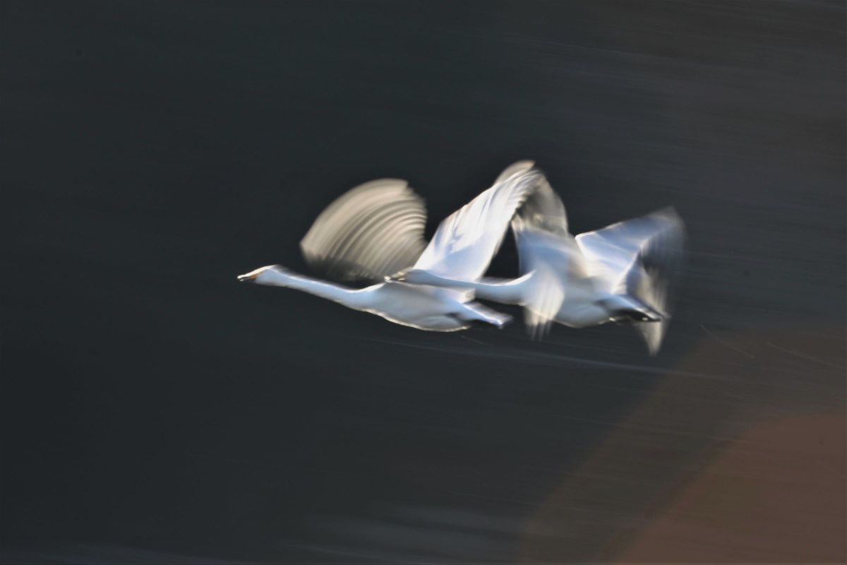 白い恋人 287 | GANREF