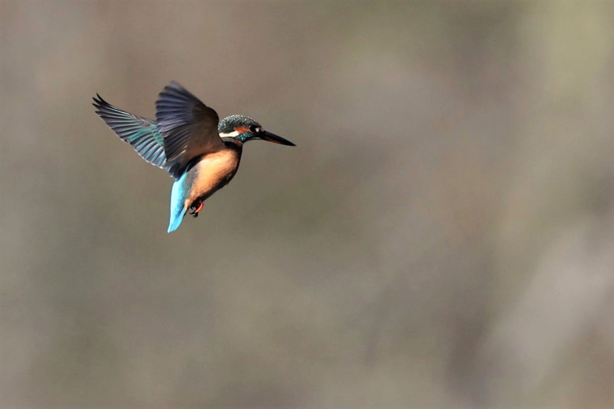 カワちゃん 335 | GANREF