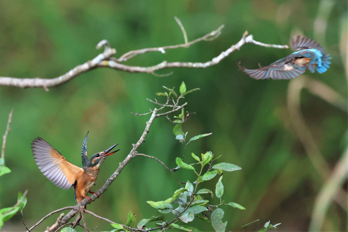 カワちゃん 369 | GANREF