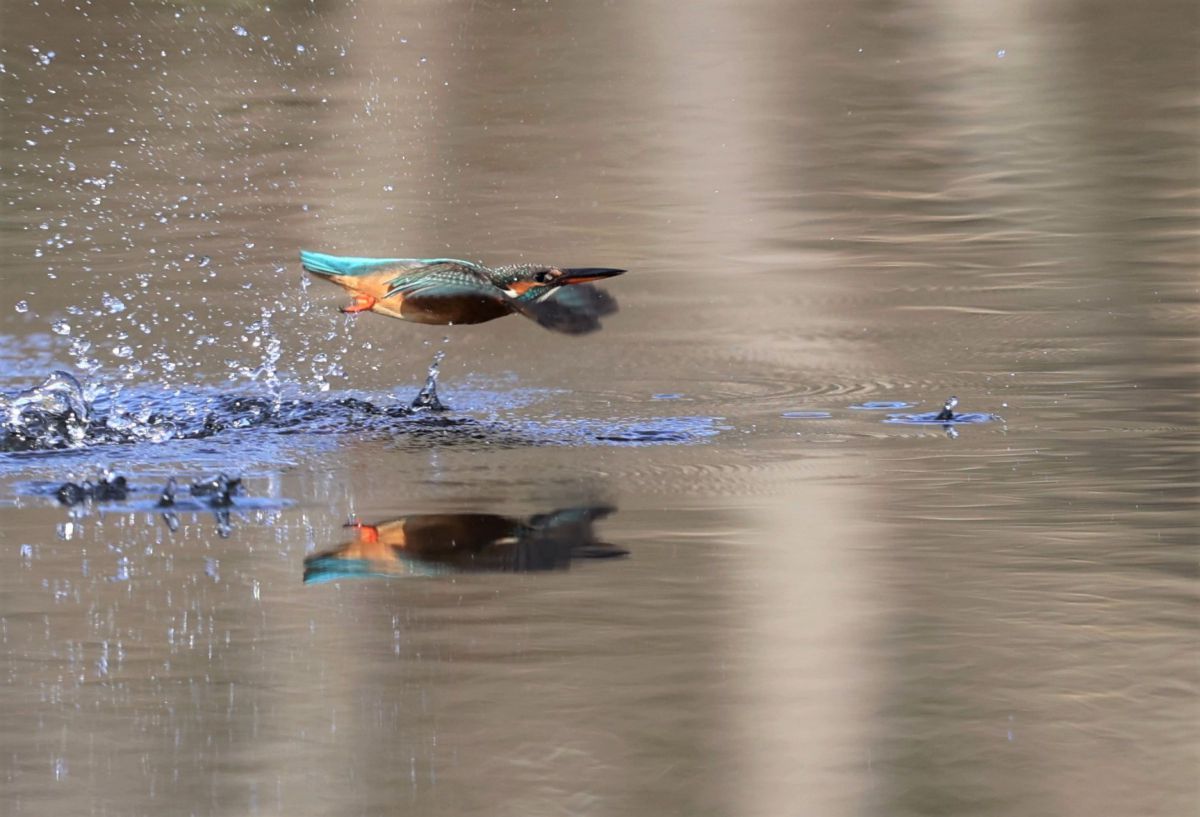 カワちゃん 255 | GANREF