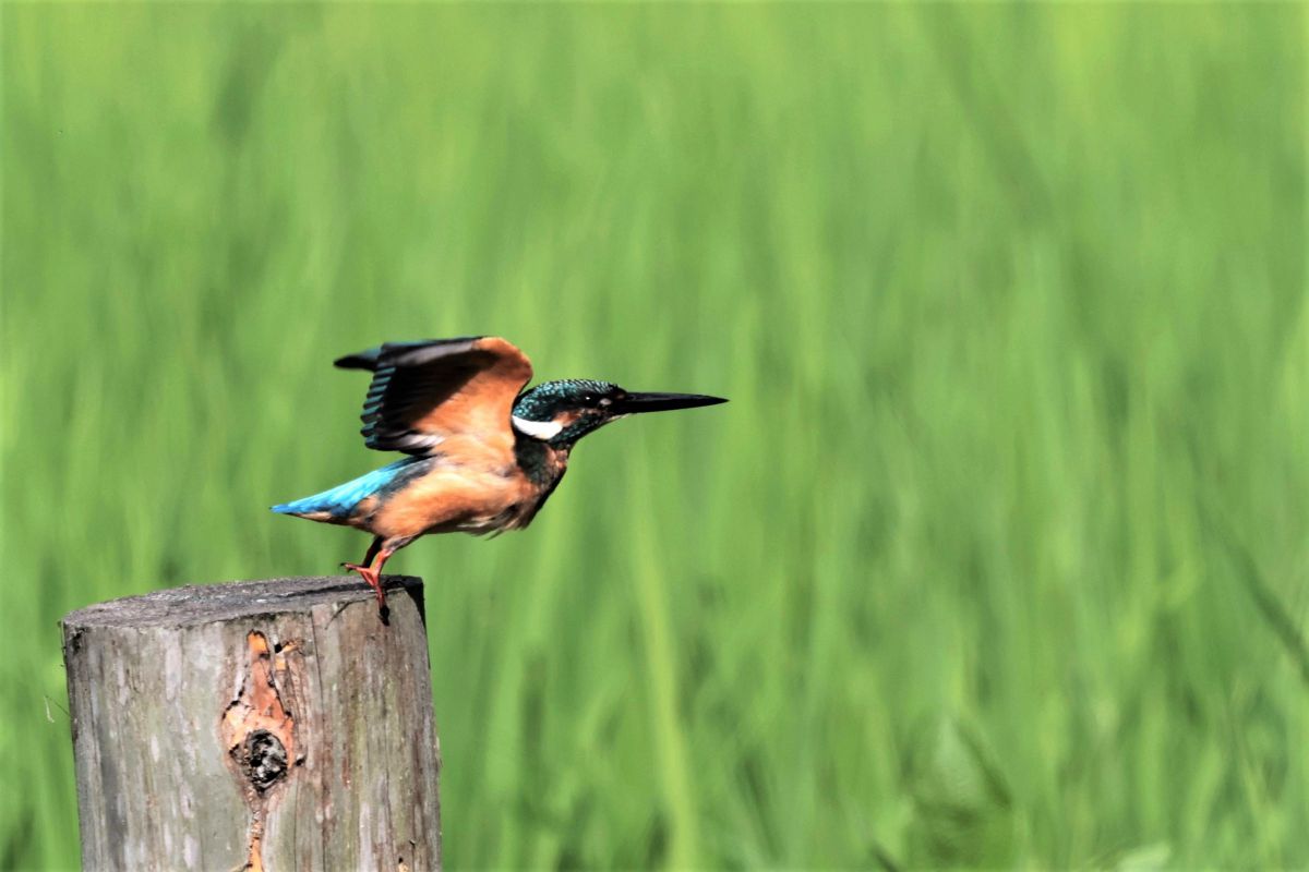 カワちゃん 517 | GANREF