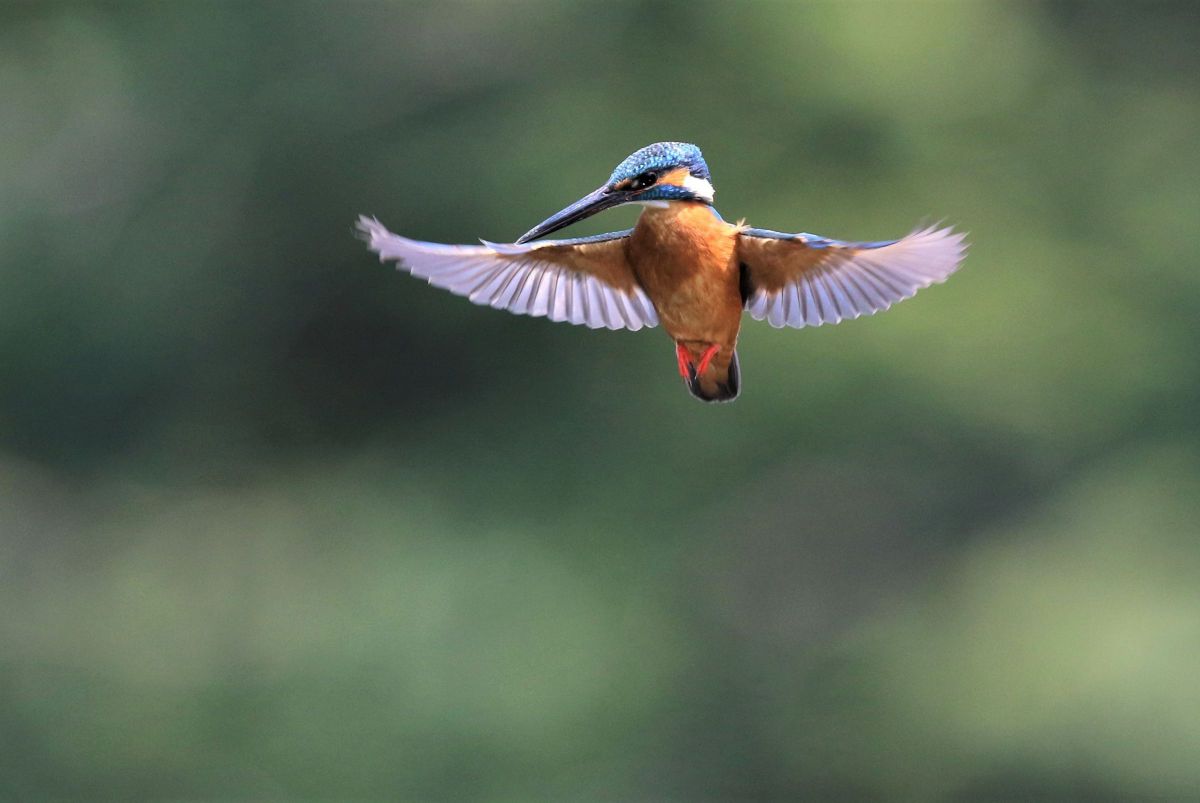 カワちゃん 295 | GANREF