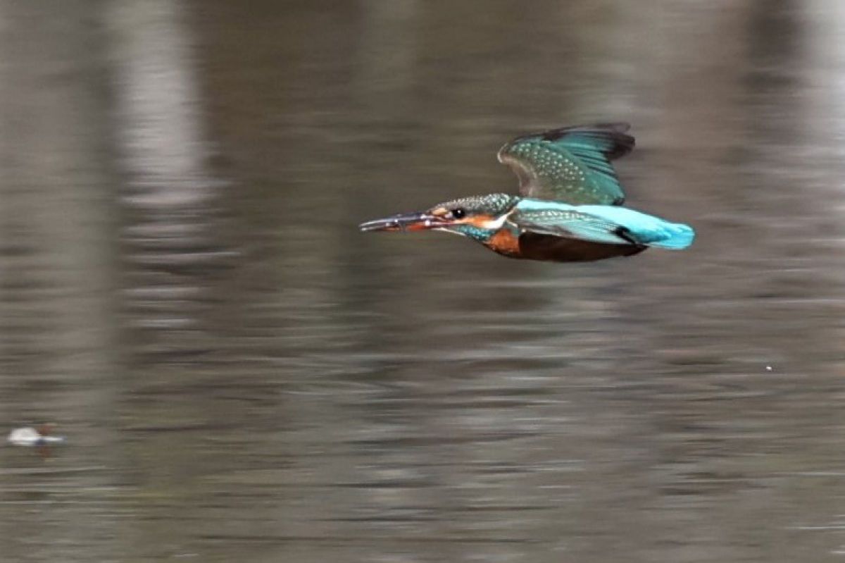 カワちゃん 328 | GANREF