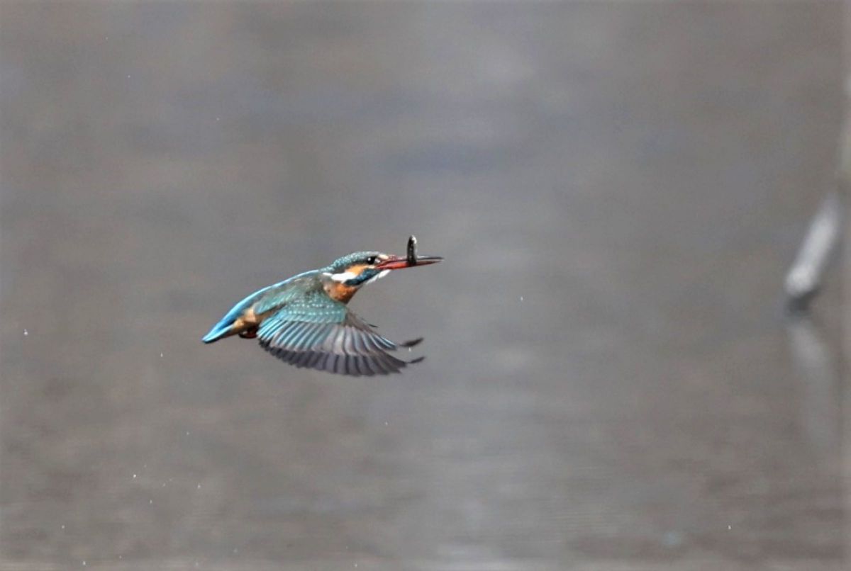 カワちゃん 304 | GANREF