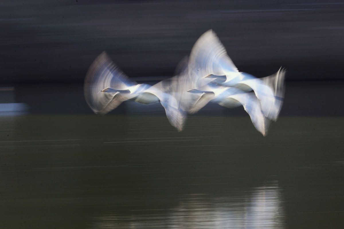 白い恋人 337 | GANREF