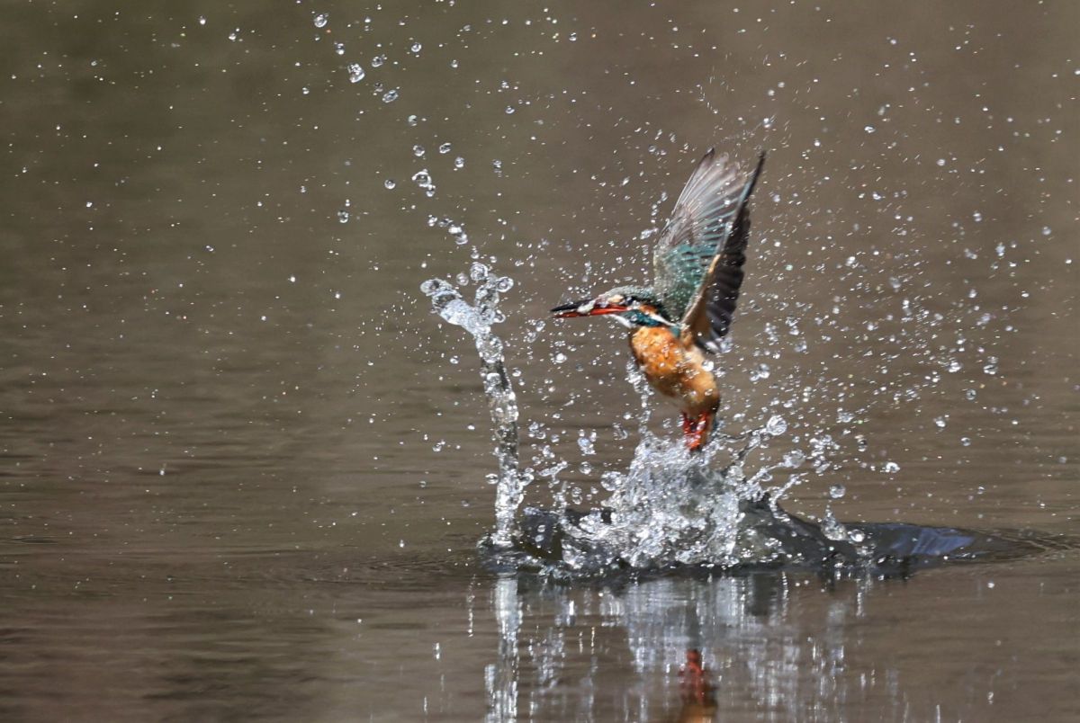 カワちゃん 298 | GANREF