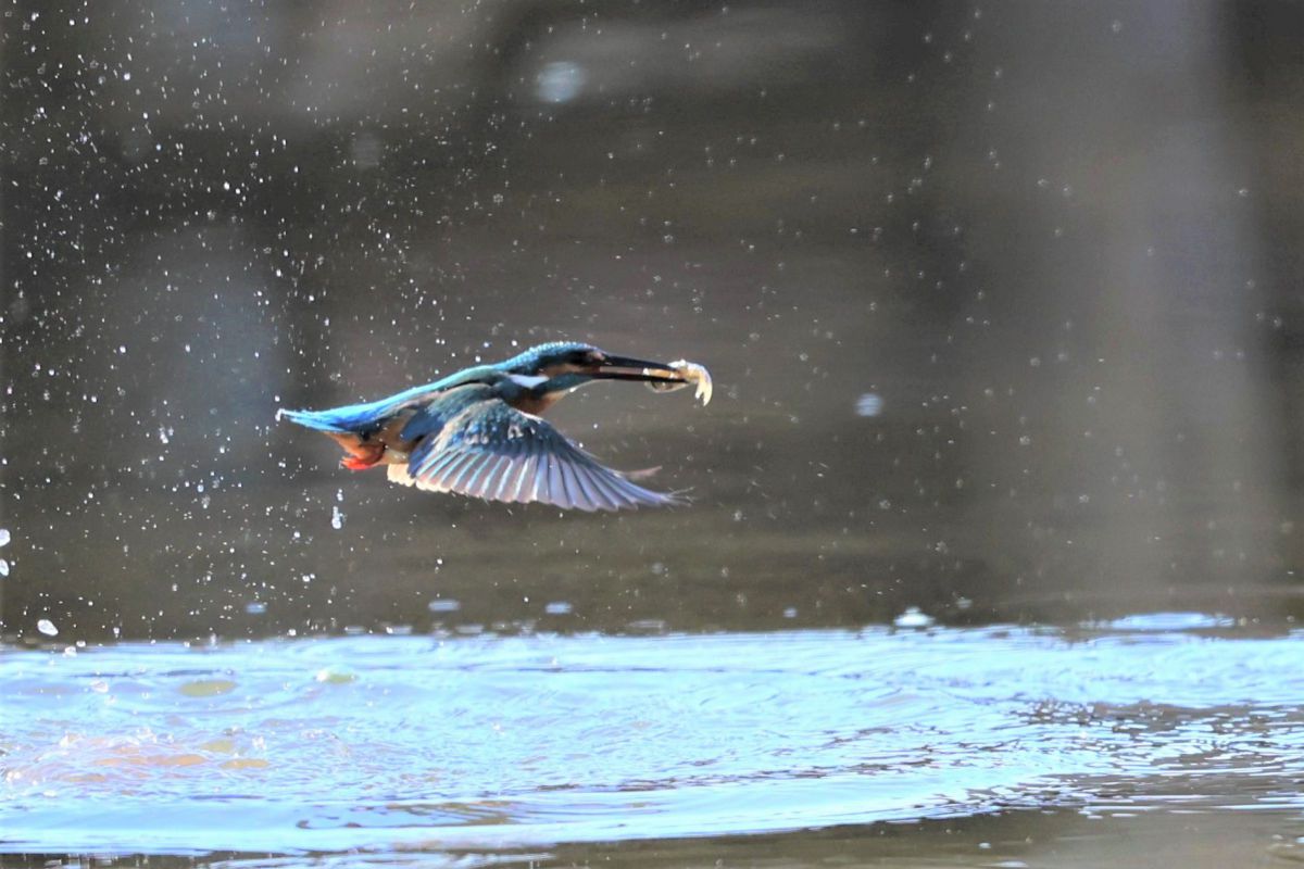 カワちゃん 445 | GANREF