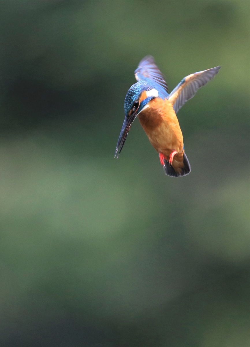 カワちゃん 213 | GANREF