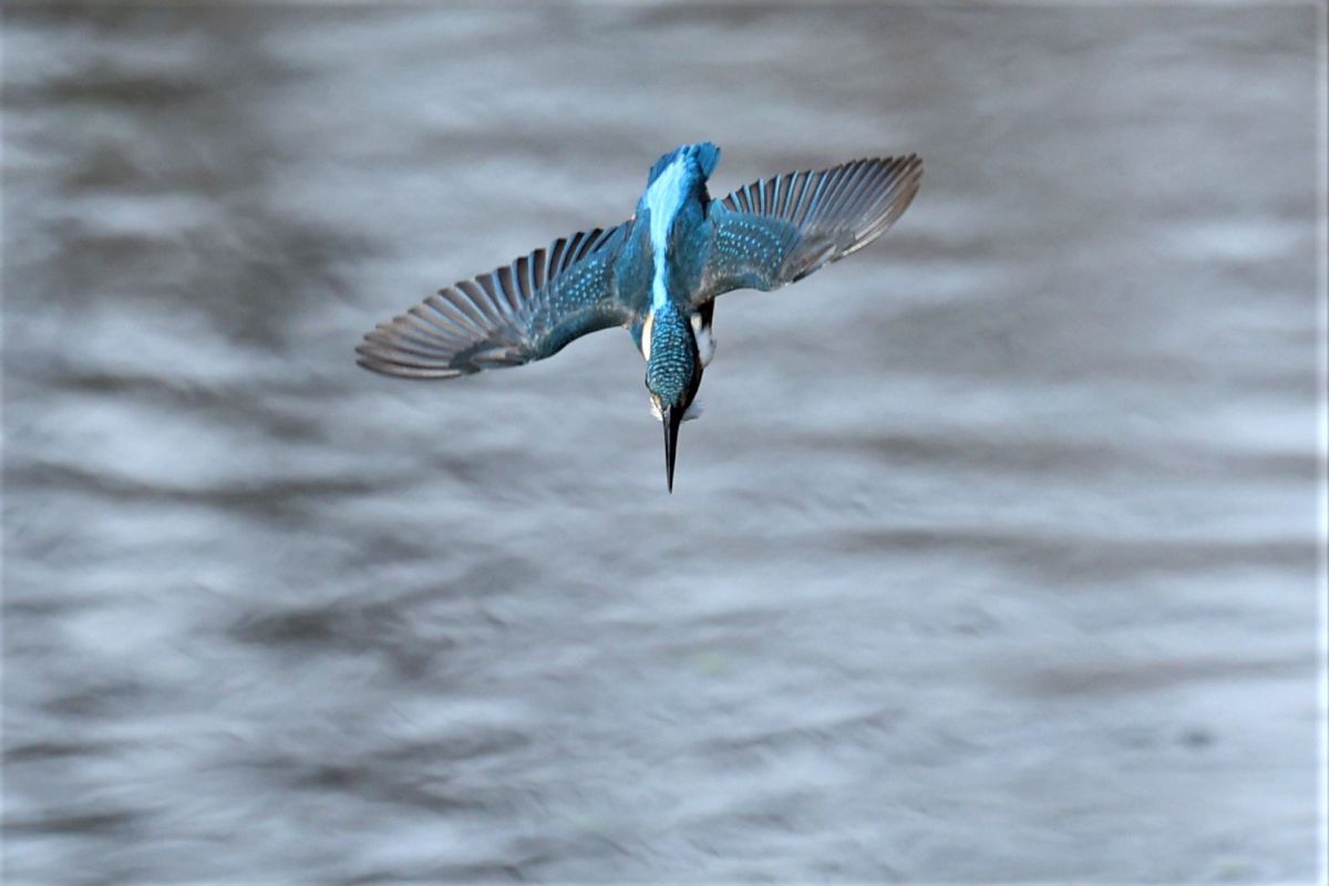 カワちゃん 396 | GANREF