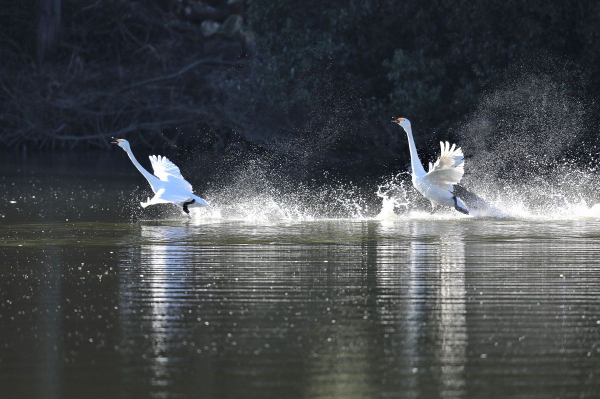 白い恋人 191 | GANREF