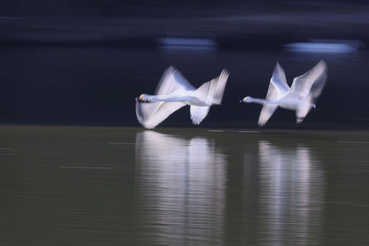 白い恋人 335 | GANREF