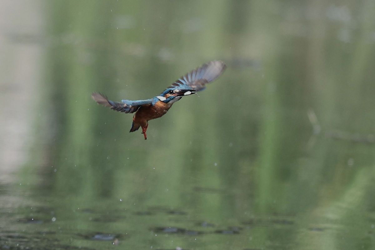 カワちゃん 618 | GANREF