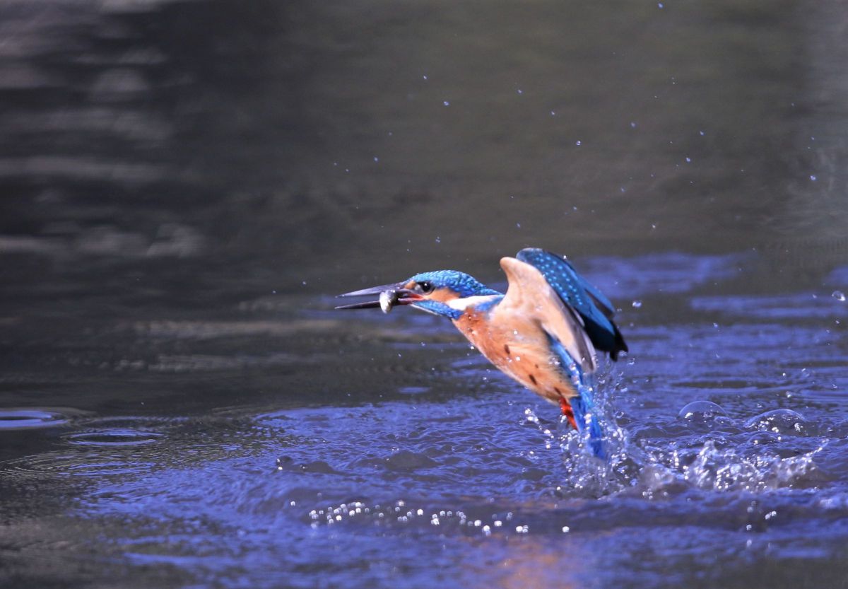 カワちゃん 119 | GANREF