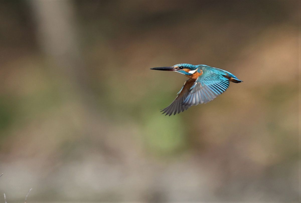 カワちゃん 291 | GANREF