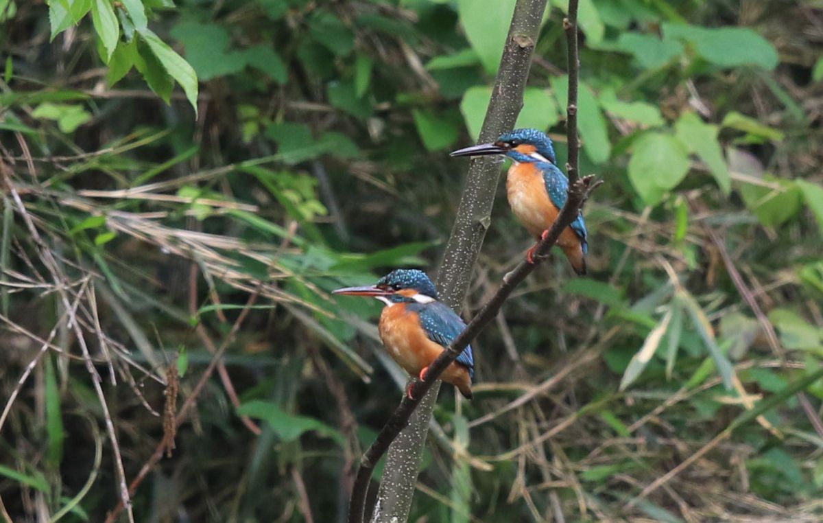 カワちゃん 276 | GANREF