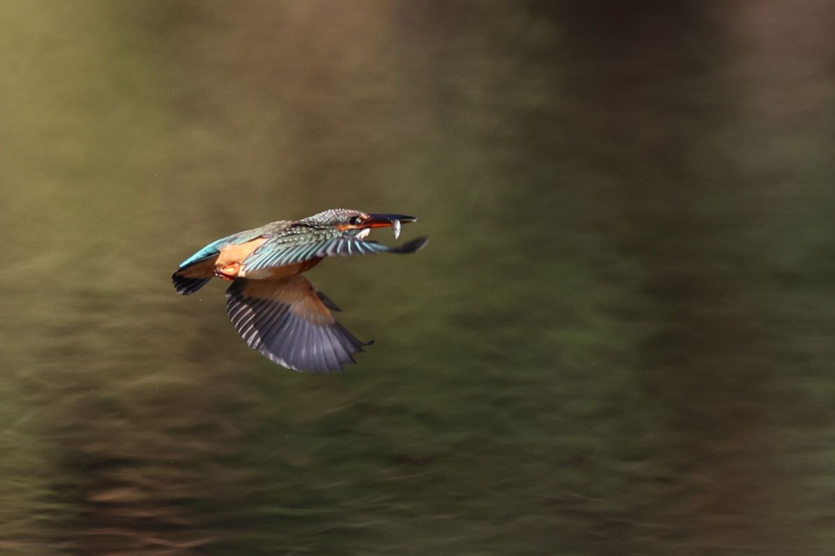 カワちゃん 329 | GANREF