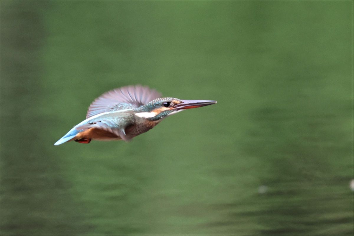 カワちゃん 532 | GANREF