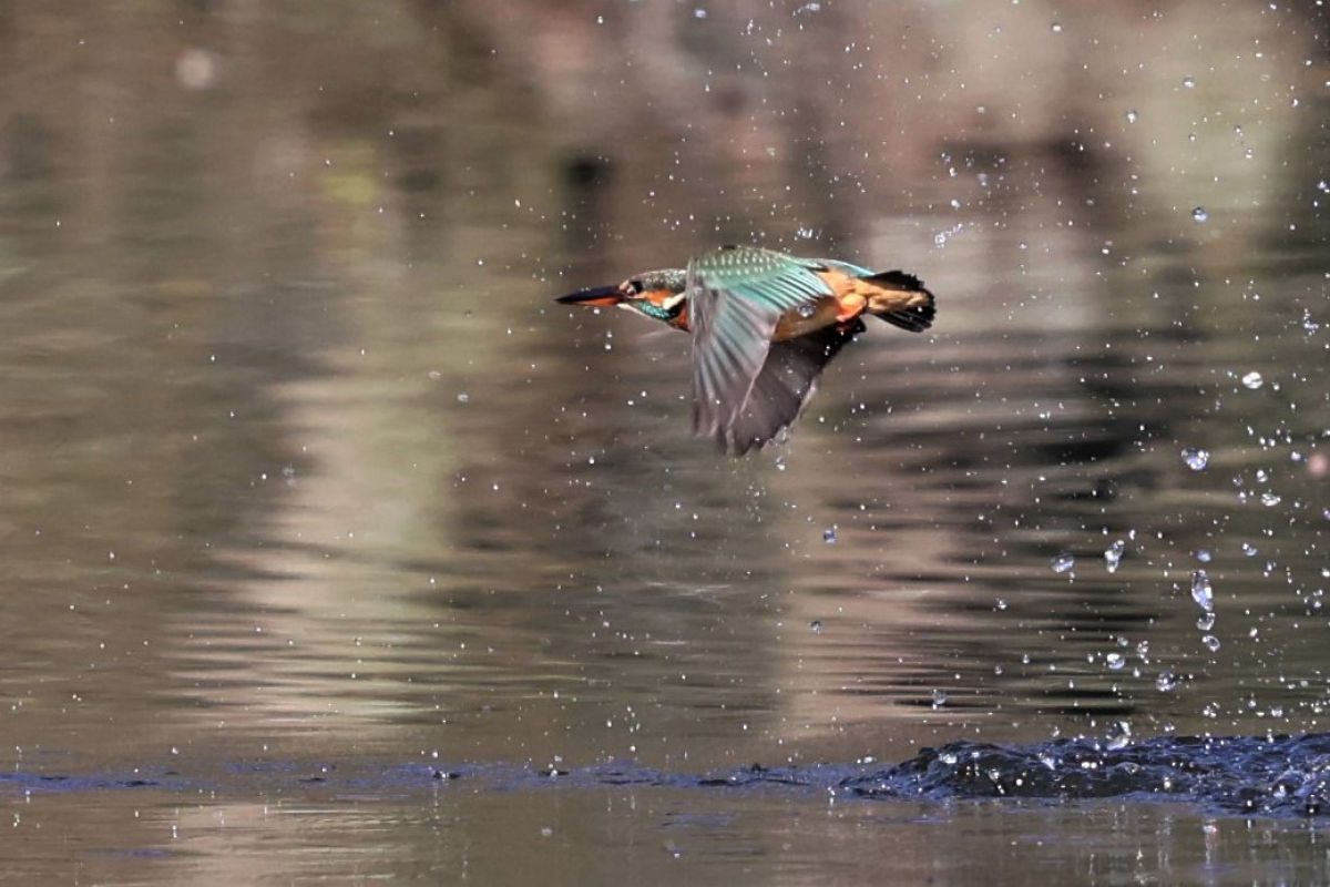 カワちゃん 332 | GANREF