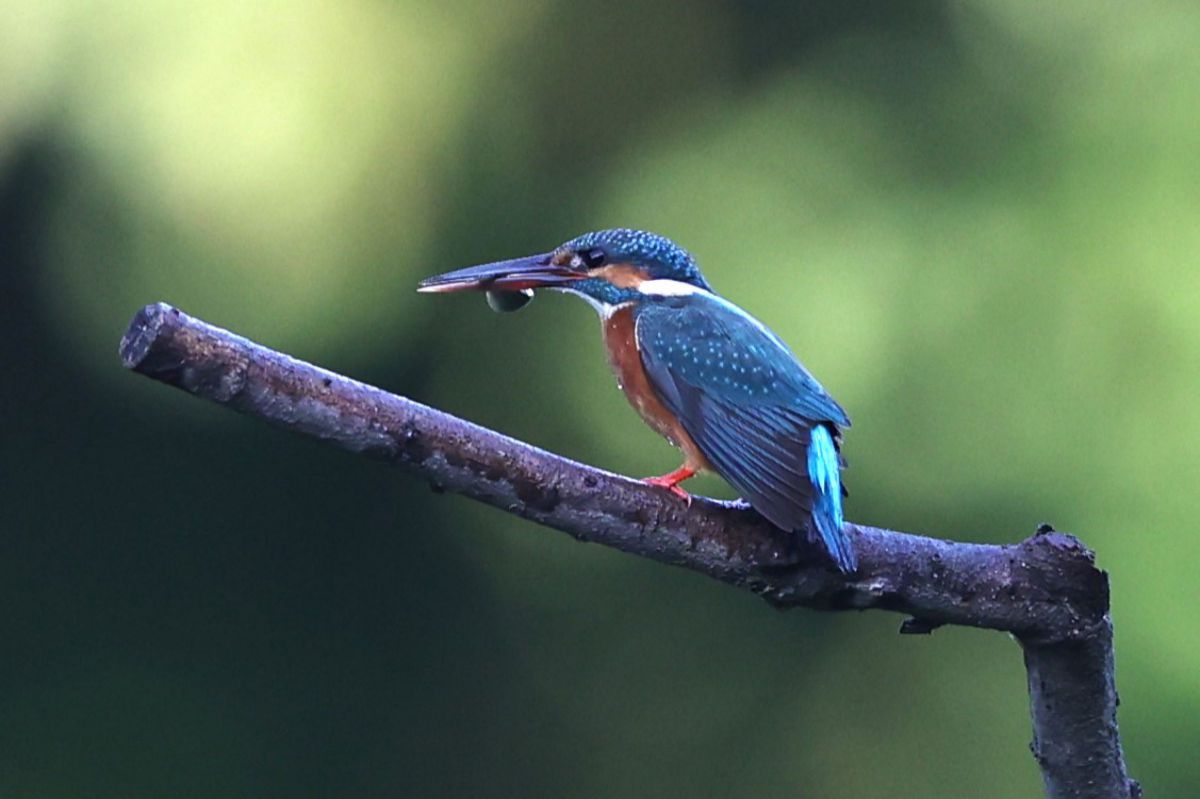 カワちゃん 596 | GANREF