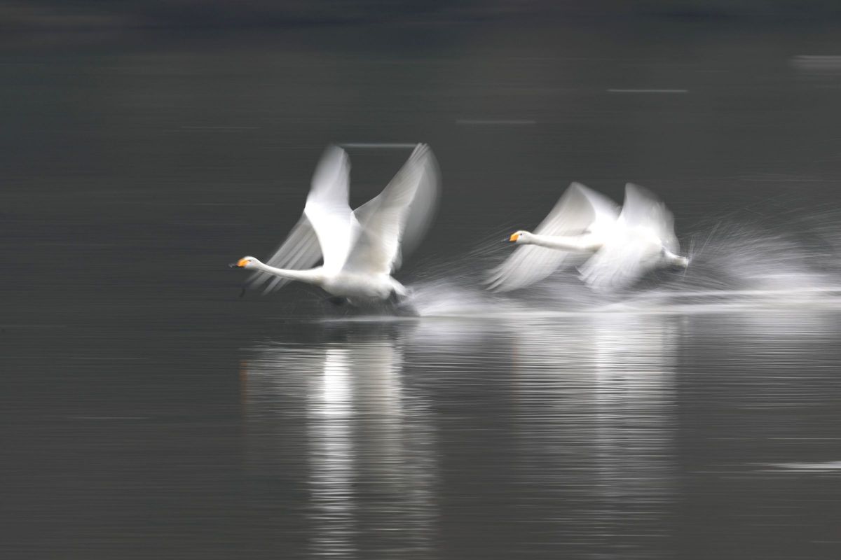 白い恋人 297 | GANREF